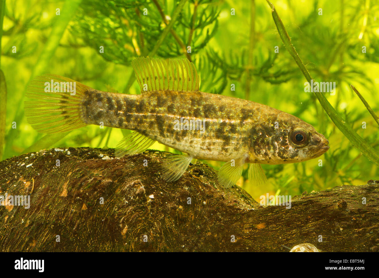 Mudminnows hi-res stock photography and images - Alamy