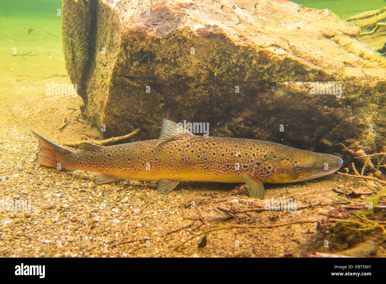 Mating season at the lake hi-res stock photography and images - Alamy