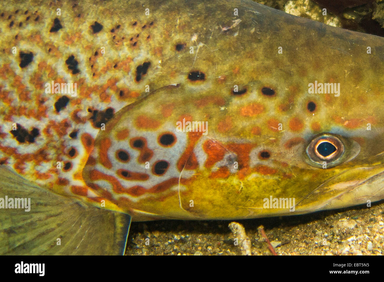 Atlantic salmon, ouananiche, lake Atlantic salmon, landlocked salmon ...