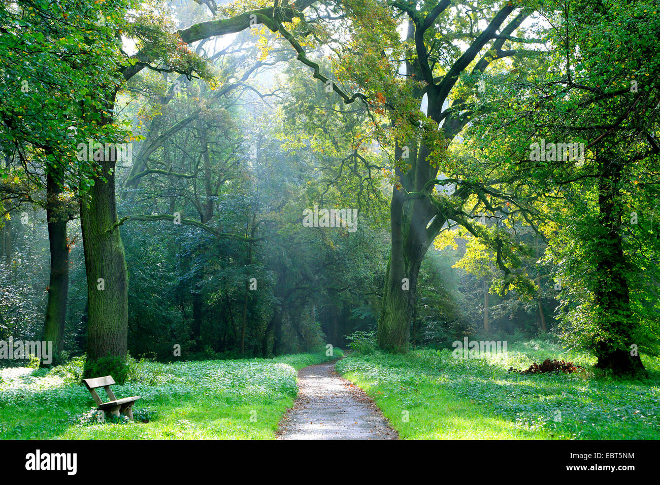 Sunray through forest hi-res stock photography and images - Alamy