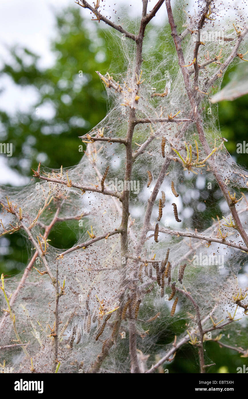 Orchard Ermine, common hawthorn ermel, small ermine moth (Yponomeuta ...