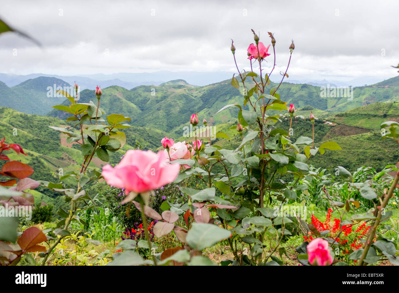 Pink roses are growing against rolling green hills in Burma near Kalaw ...
