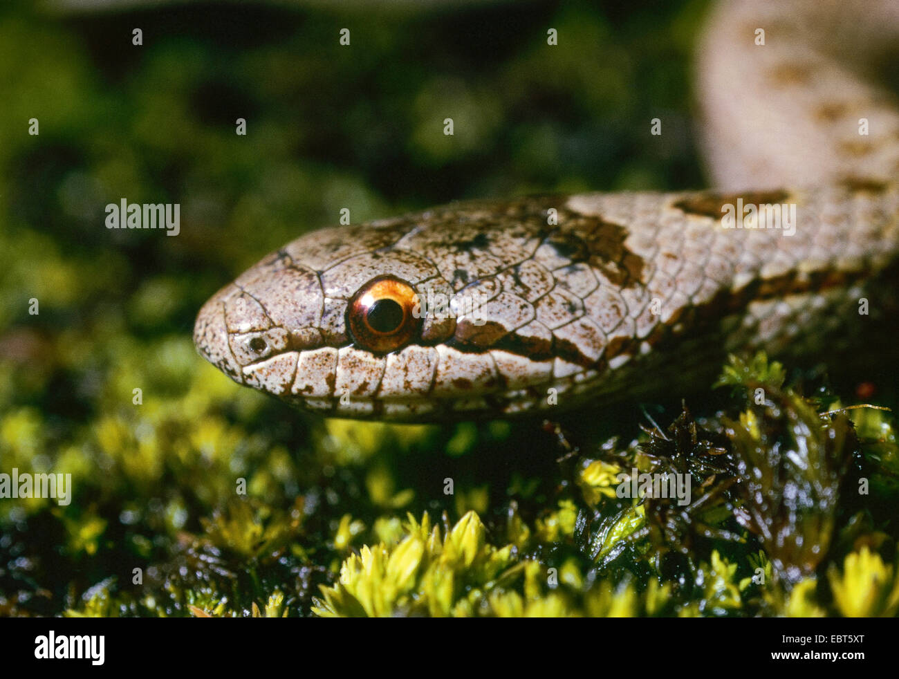 smooth snake (Coronella austriaca), portrait, Germany Stock Photo - Alamy