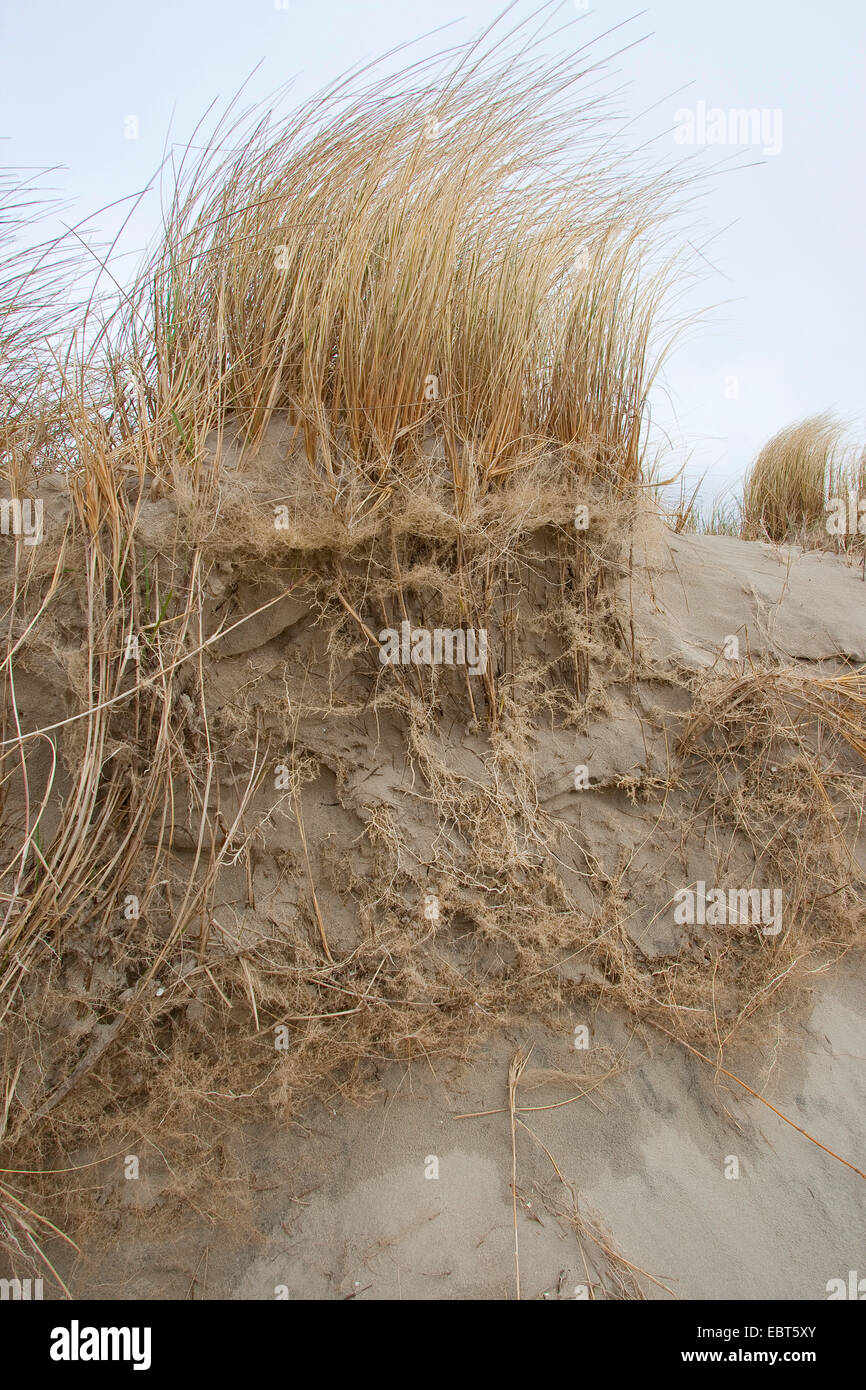 beach grass, European beachgrass, marram grass, psamma, sea sand-reed ...
