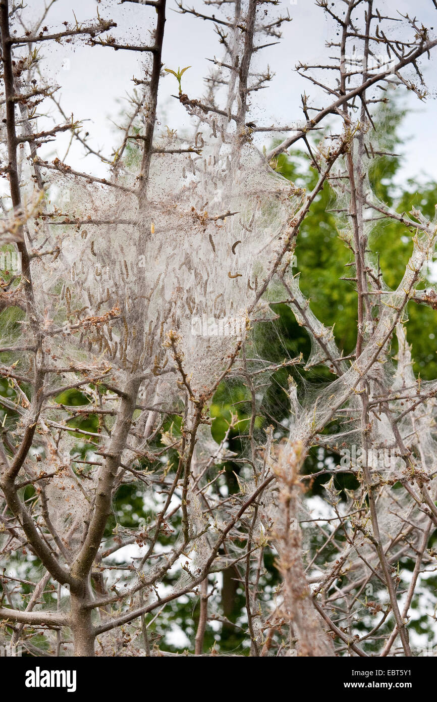 Moth orchard High Resolution Stock Photography and Images - Alamy