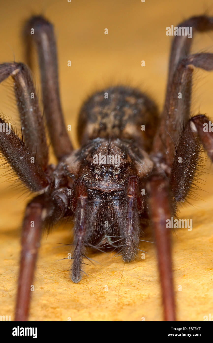 giant European house spider, giant house spider, larger house spider ...