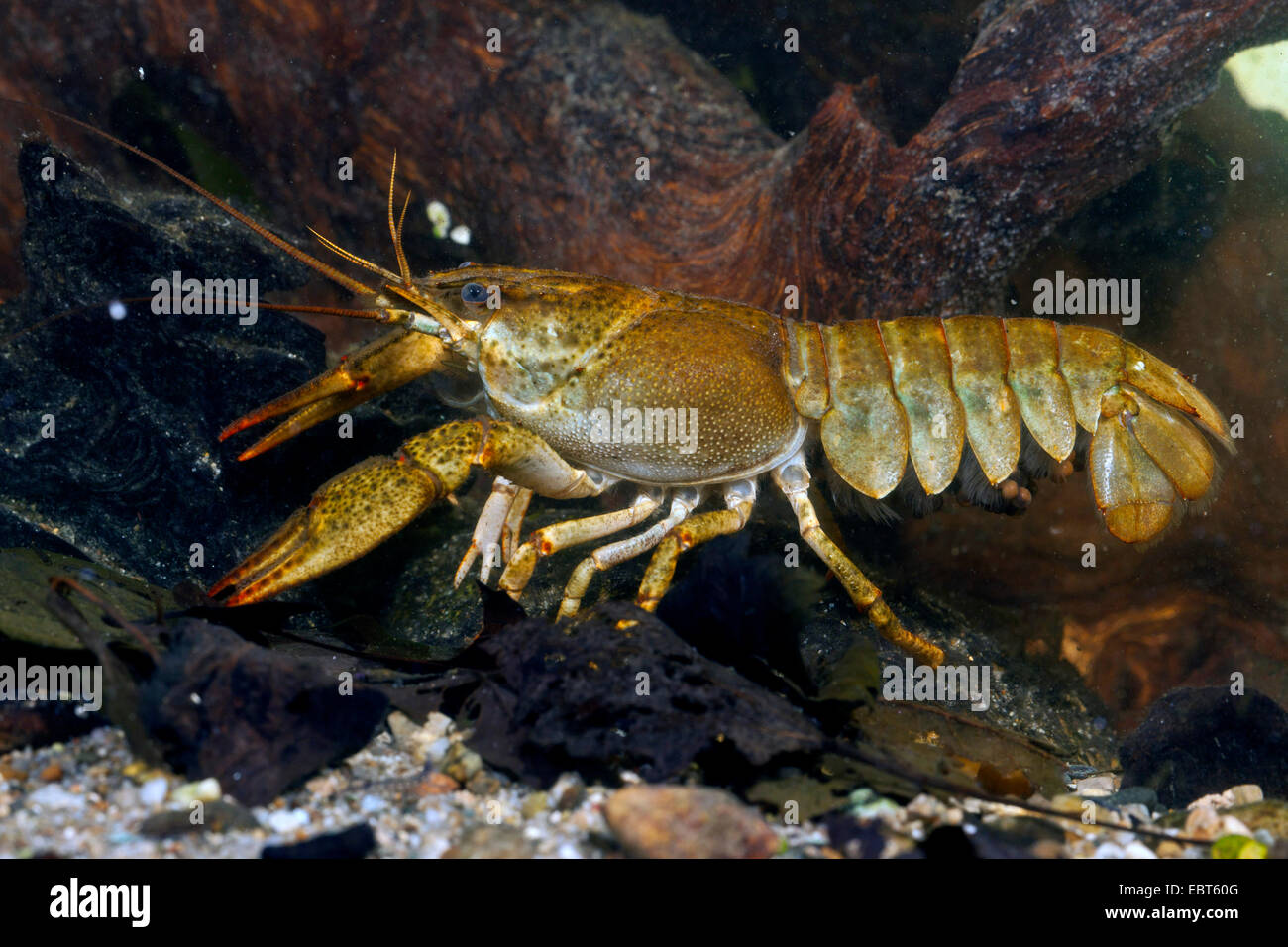 Crayfish hi-res stock photography and images - Alamy
