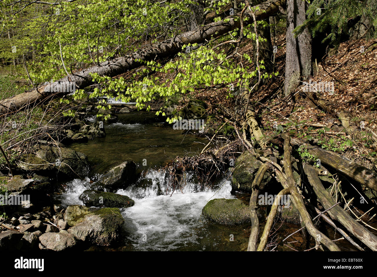Vesser river in Thuringia Forest , Germany, Thueringer Wald Stock Photo ...