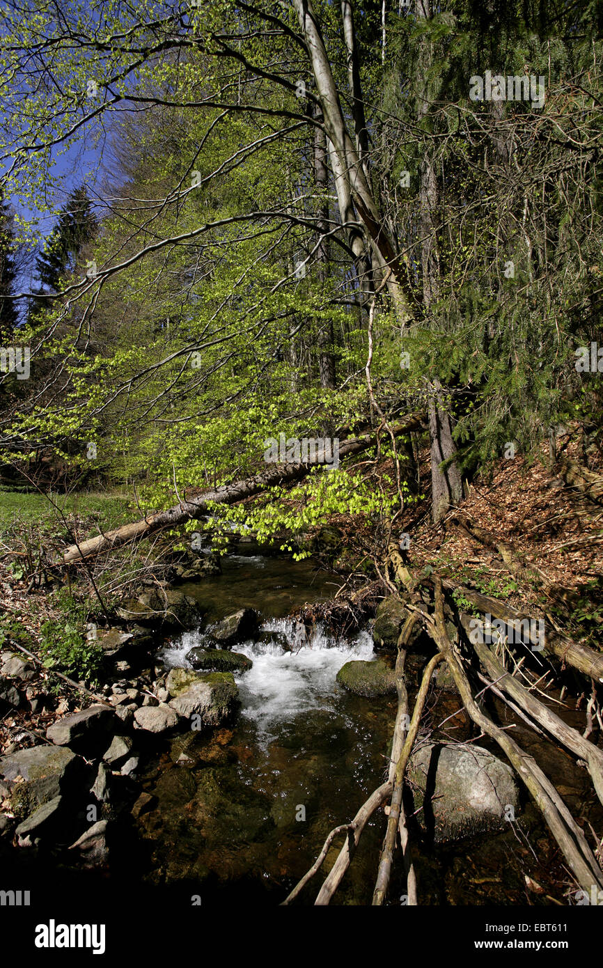 Thueringer forest hi-res stock photography and images - Alamy