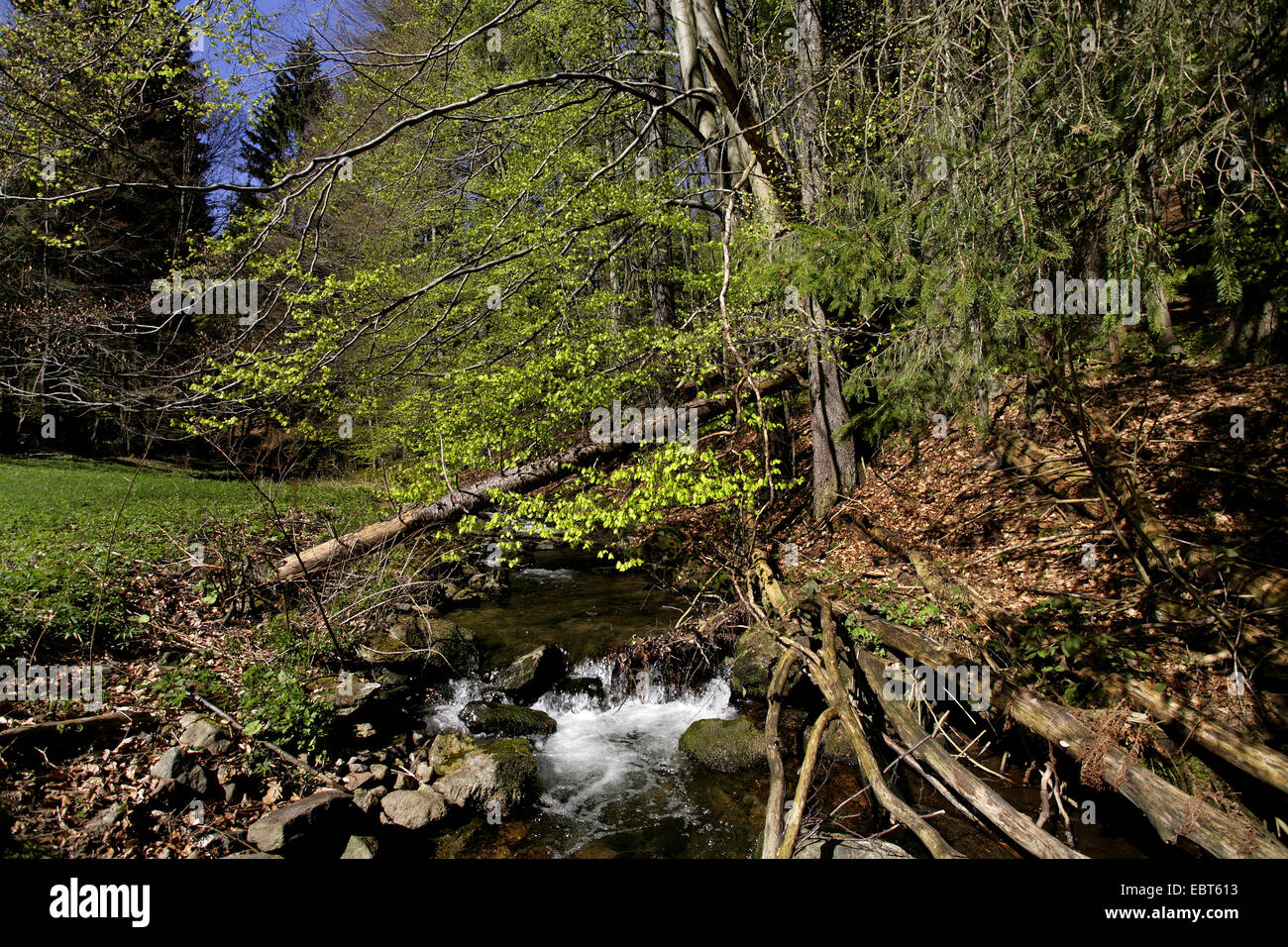 Thuringia forest hi-res stock photography and images - Alamy