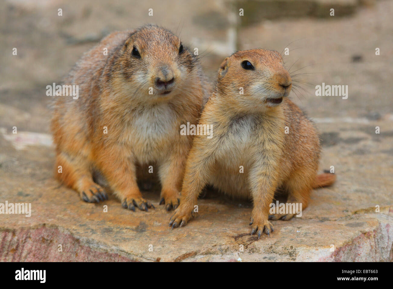 black-tailed prairie dog, Plains prairie dog (Cynomys ludovicianus ...