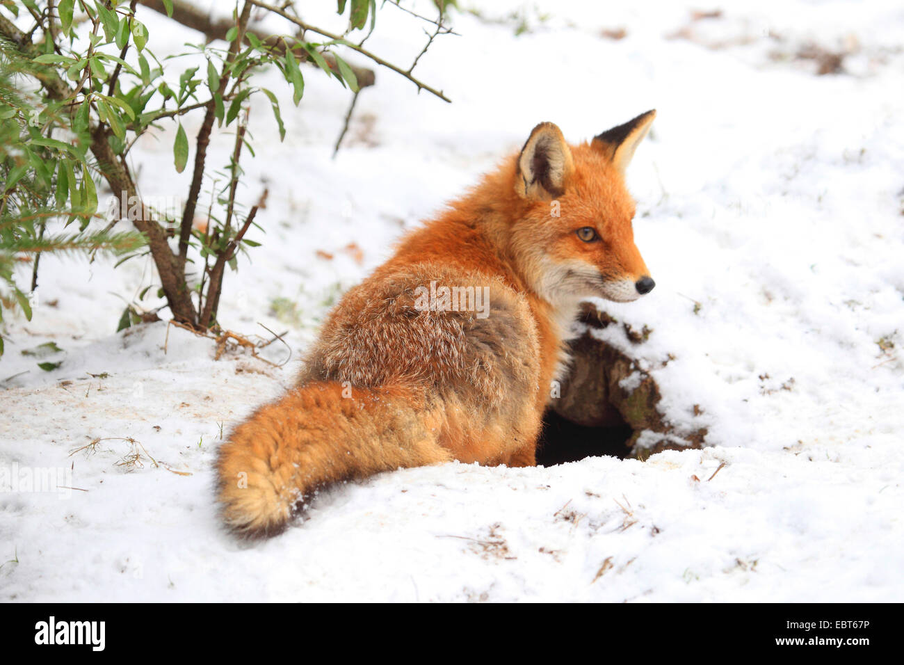Rear view red fox hi-res stock photography and images - Alamy