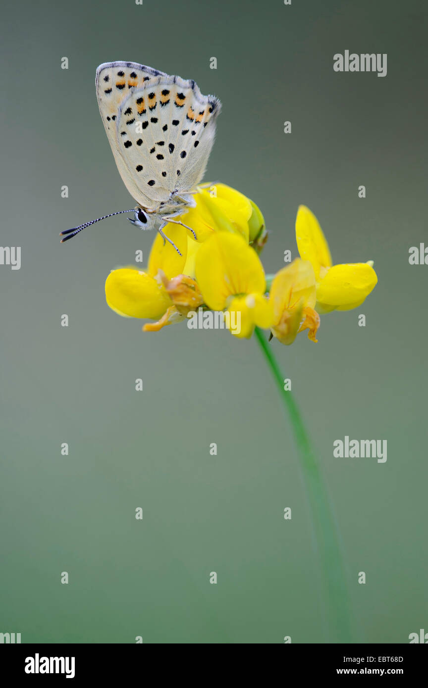 sooty copper (Heodes tityrus, Loweia tityrus, Loweia tityrus, Lycaena ...