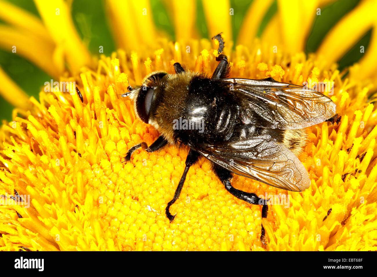 large narcissus fly, large bulb fly (Merodon equestris), sitting on a ...