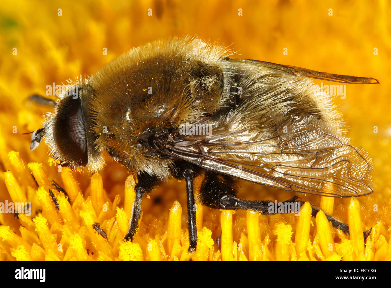 large narcissus fly, large bulb fly (Merodon equestris), sitting on a ...