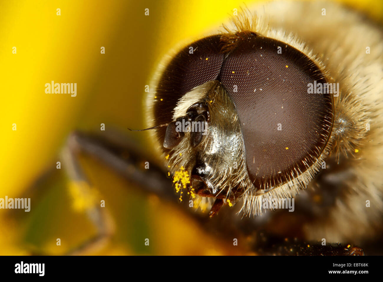 large narcissus fly, large bulb fly (Merodon equestris), sitting on a ...
