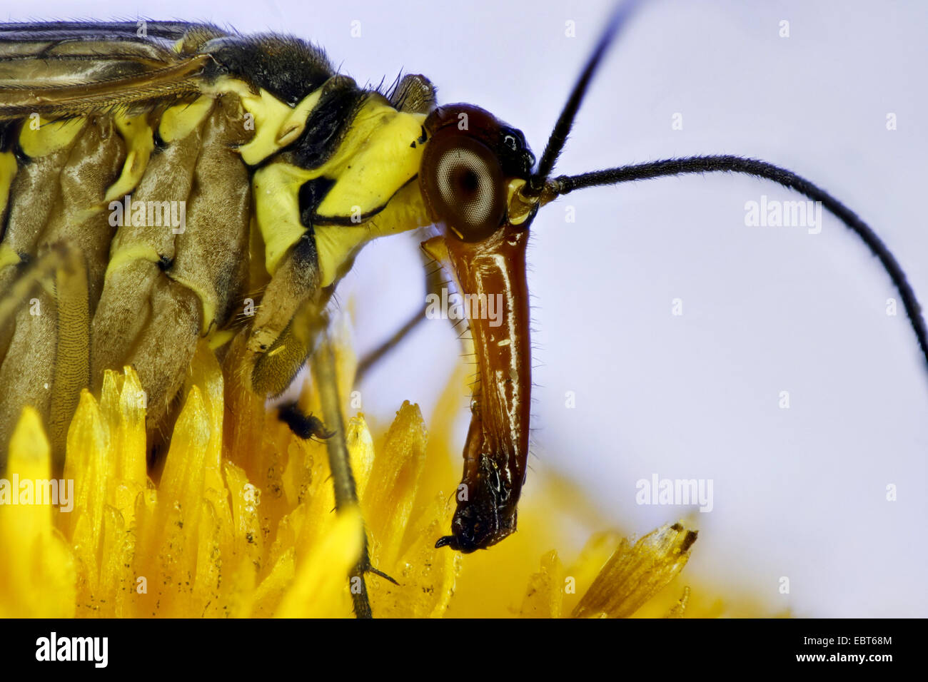 common scorpionfly (Panorpa communis), male on a flower, Germany ...