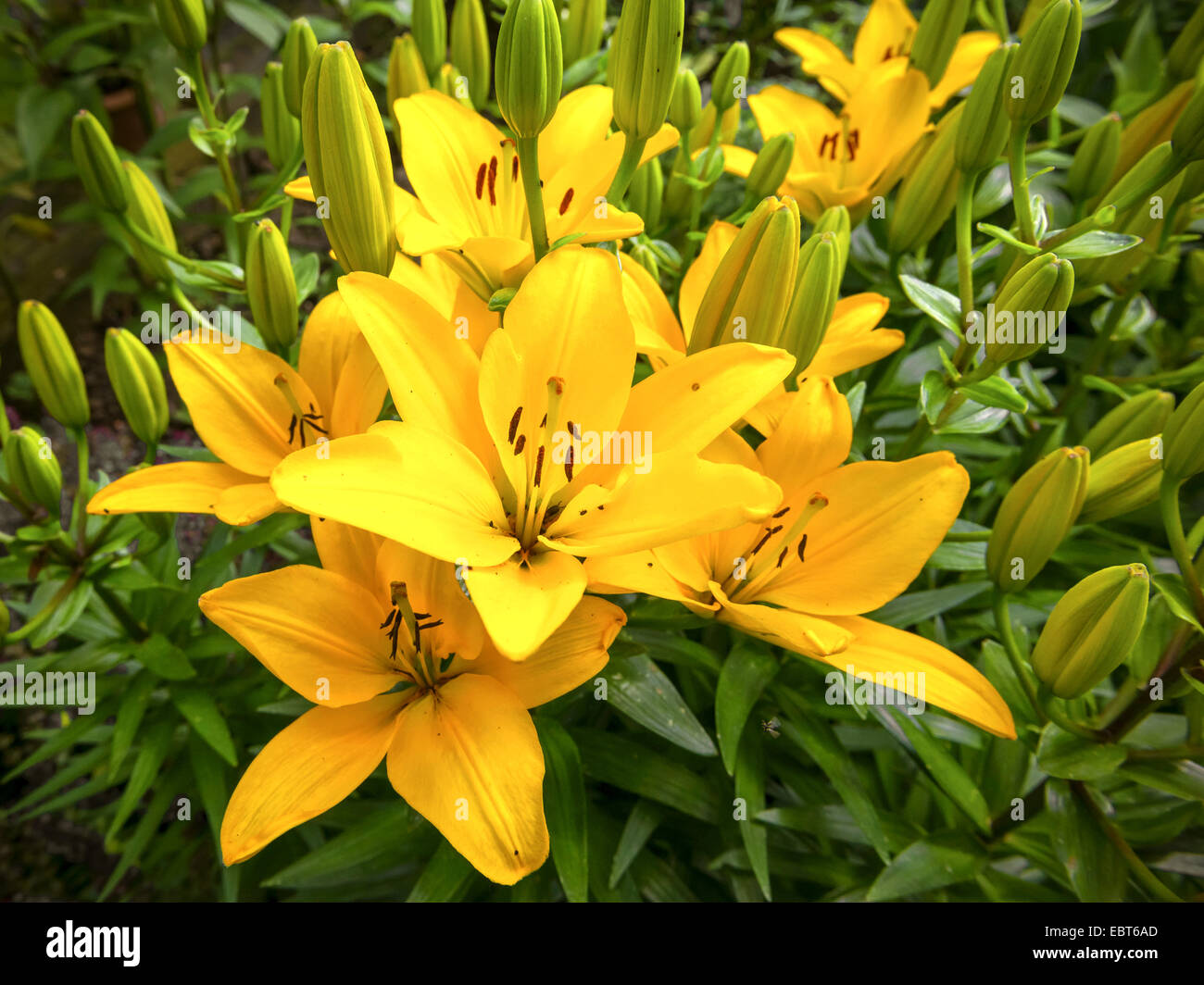 yellow lily flowers in a garden Stock Photo - Alamy
