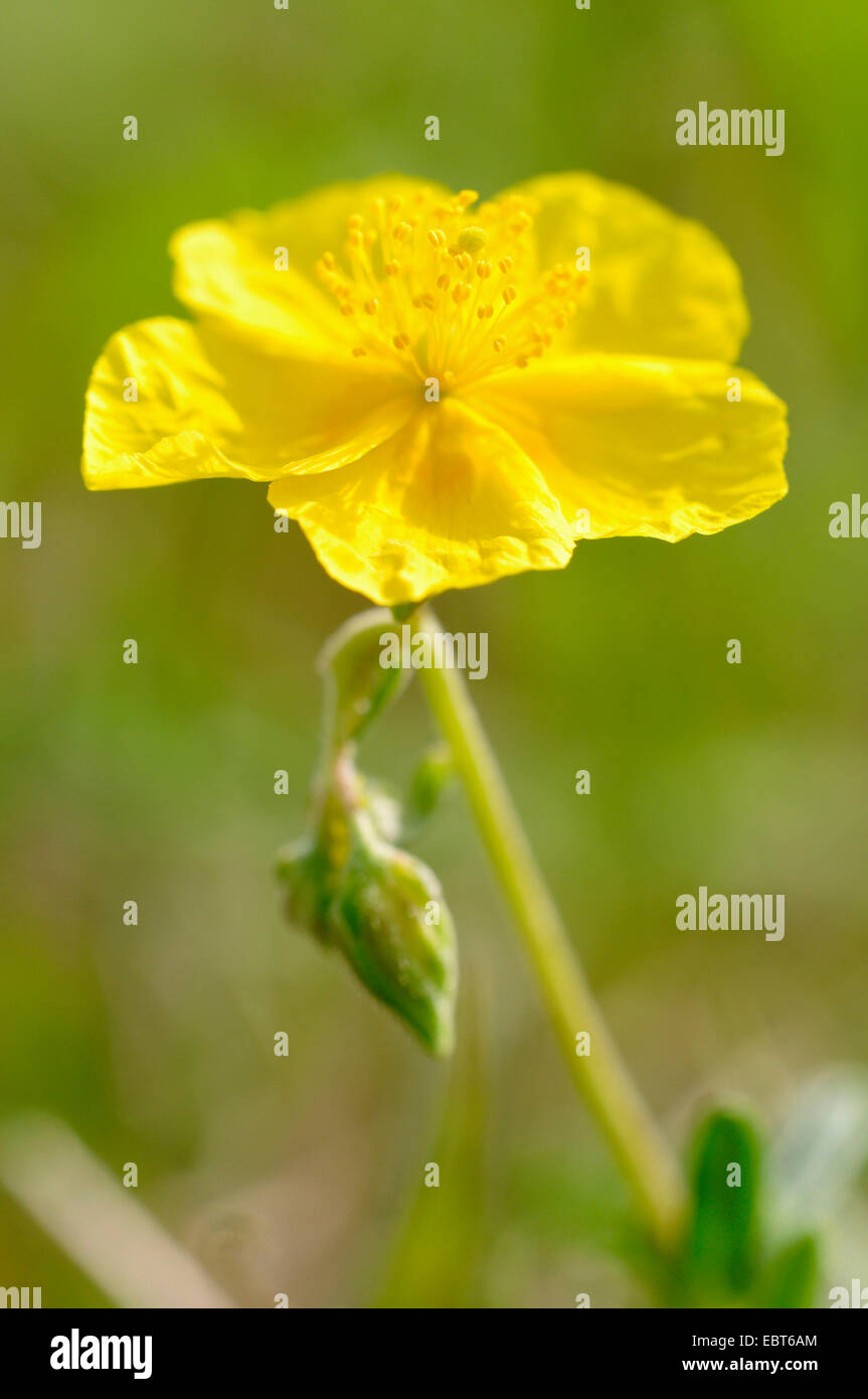 common rock-rose (Helianthemum nummularium), blooming, Germany Stock ...