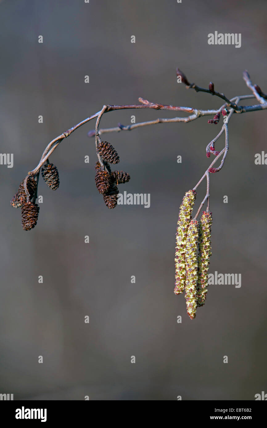 Alder tree cones winter hi-res stock photography and images - Alamy