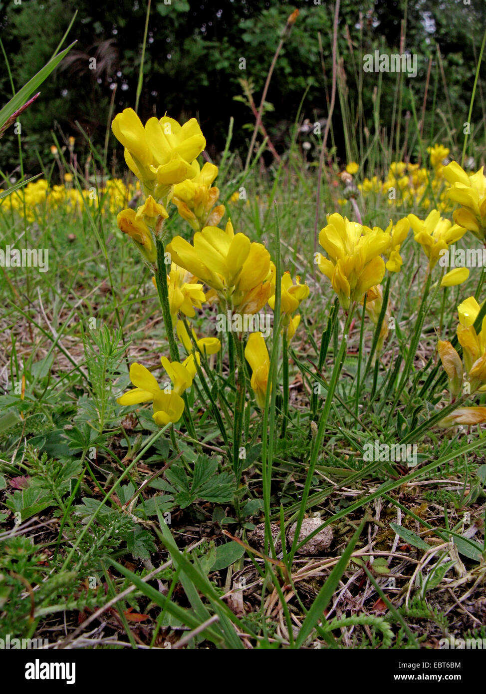 Dwarf broom hi-res stock photography and images - Alamy