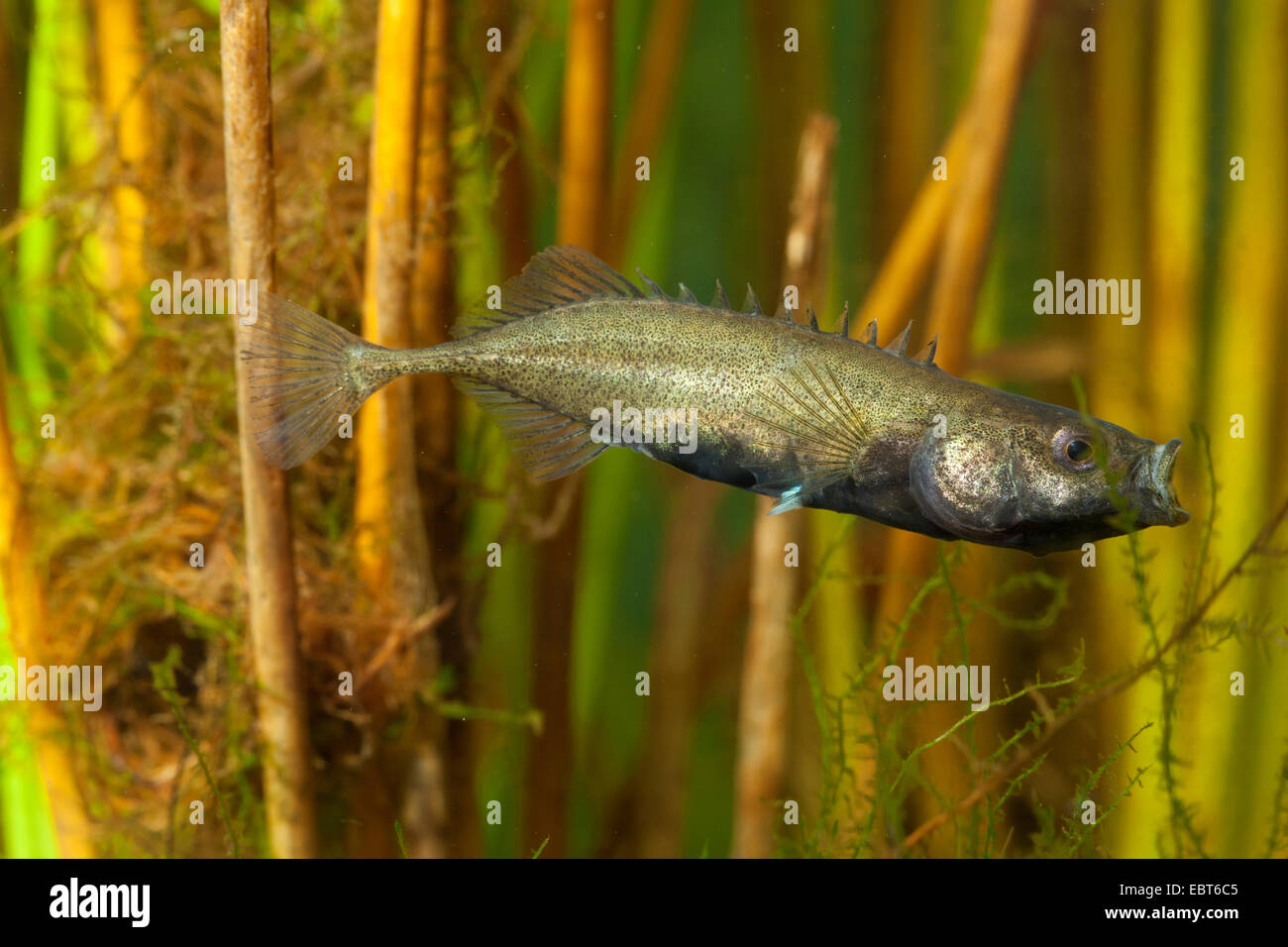 Nine-spined stickleback (Pungitius pungitius), male in threatening ...