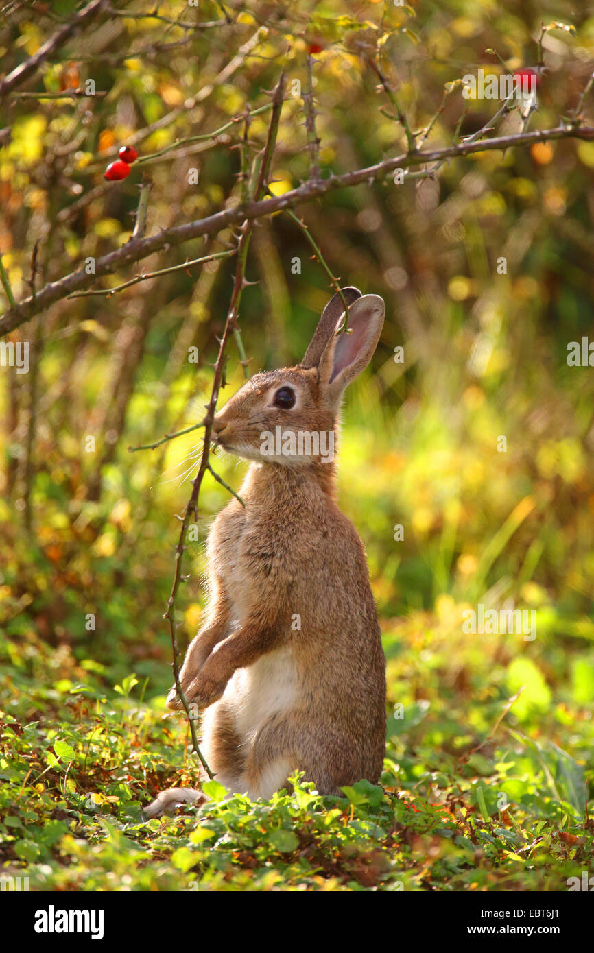 European rabbit (Oryctolagus cuniculus), wild rabbit sitting up on the ...
