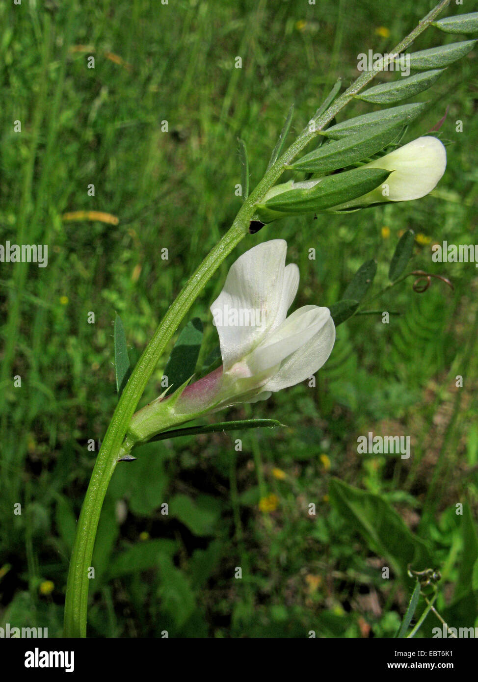 Yellow vetch hi-res stock photography and images - Alamy