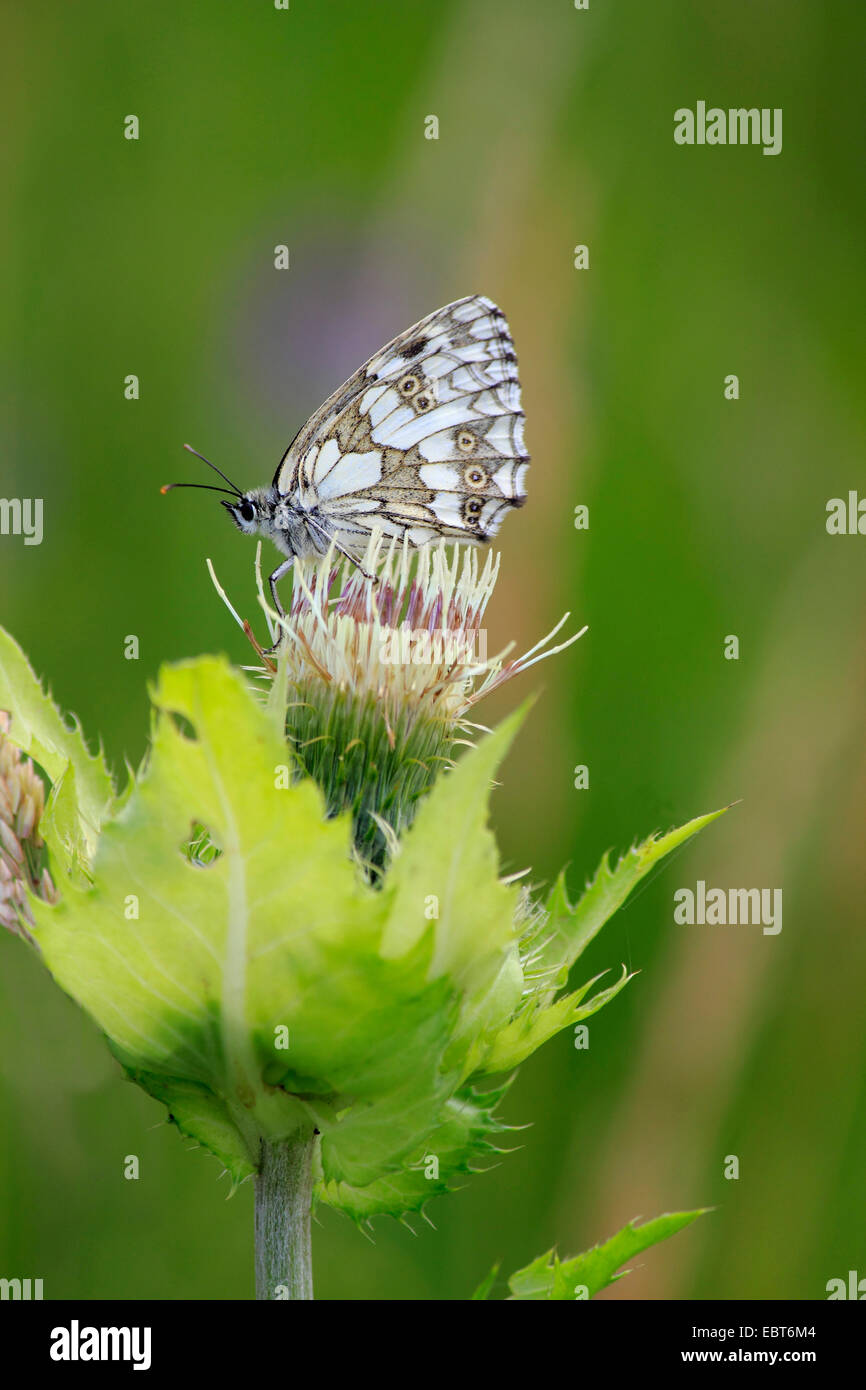 Satyr Butterfly High Resolution Stock Photography and Images - Alamy