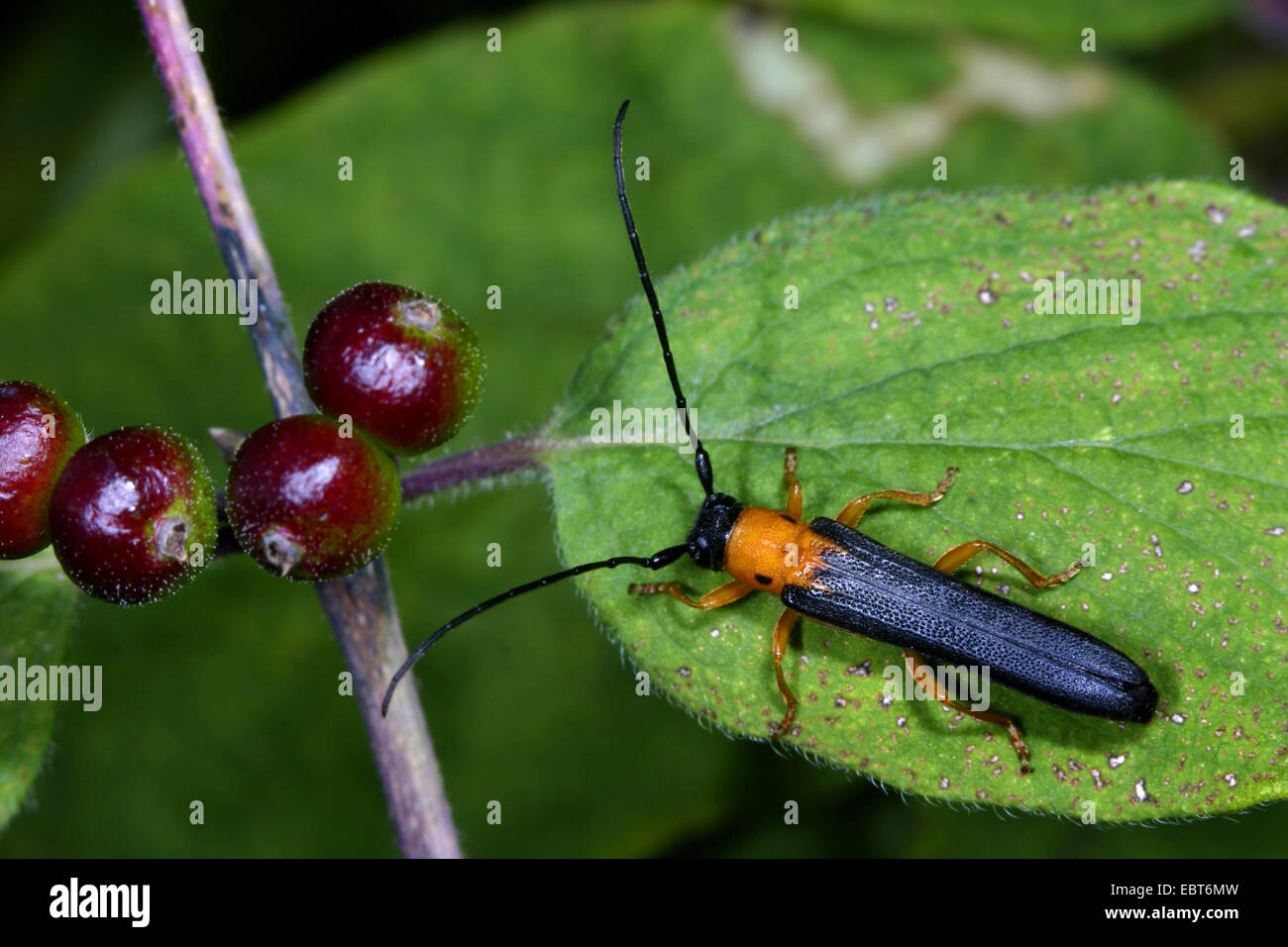 Oberea Oculata High Resolution Stock Photography and Images - Alamy