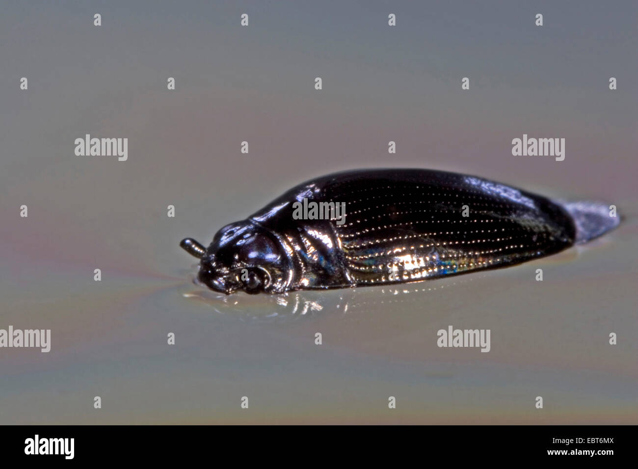 common whirligig beetle (Gyrinus substriatus, Gyrinus natator), on ...
