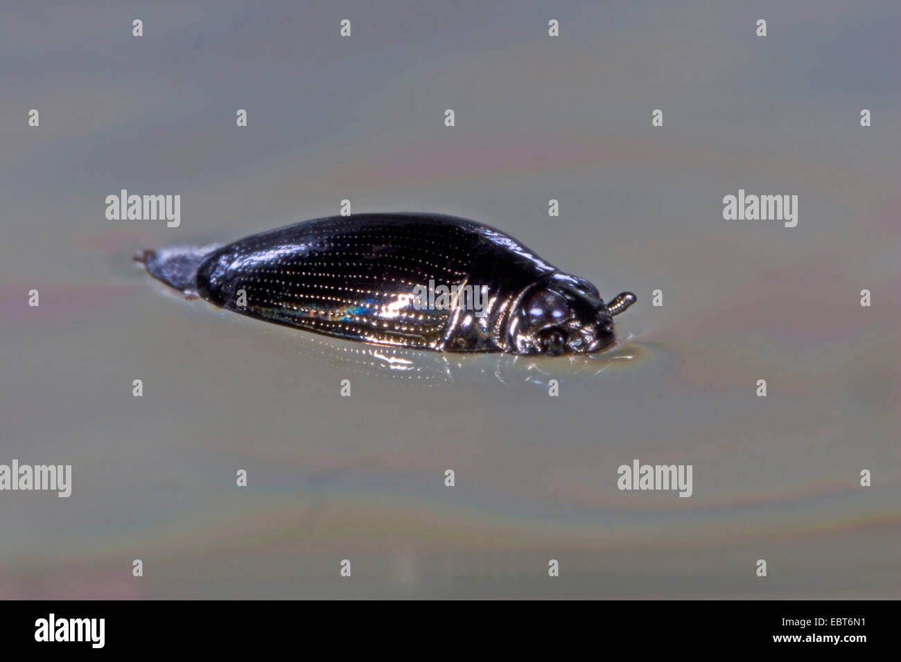 Whirligig Beetle Drawing