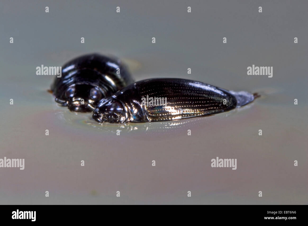 Common whirligig beetles hi-res stock photography and images - Alamy