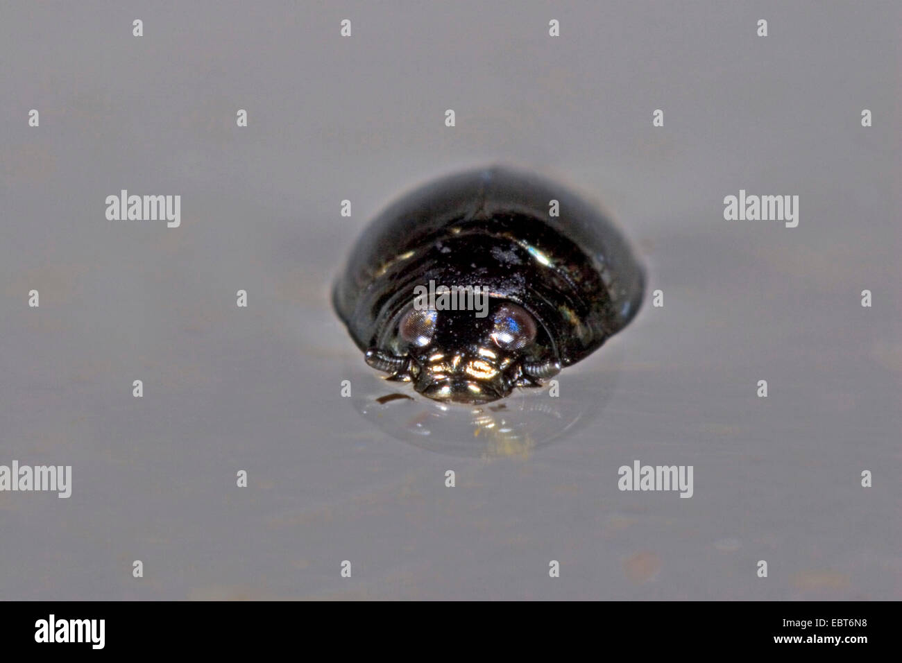 common whirligig beetle (Gyrinus substriatus, Gyrinus natator), on ...