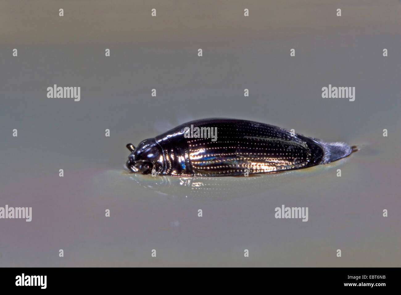common whirligig beetle (Gyrinus substriatus, Gyrinus natator), on ...