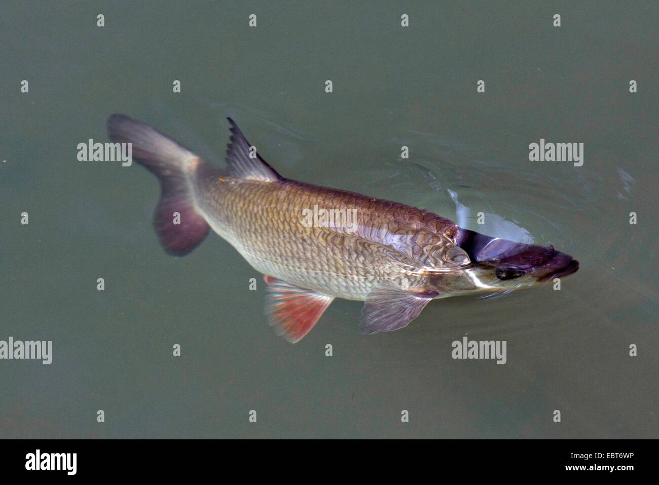 ide, orfe (Leuciscus idus), searching food on water surface Stock Photo ...