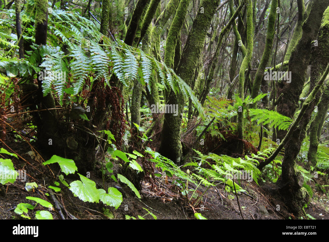 Faya Bush High Resolution Stock Photography and Images - Alamy