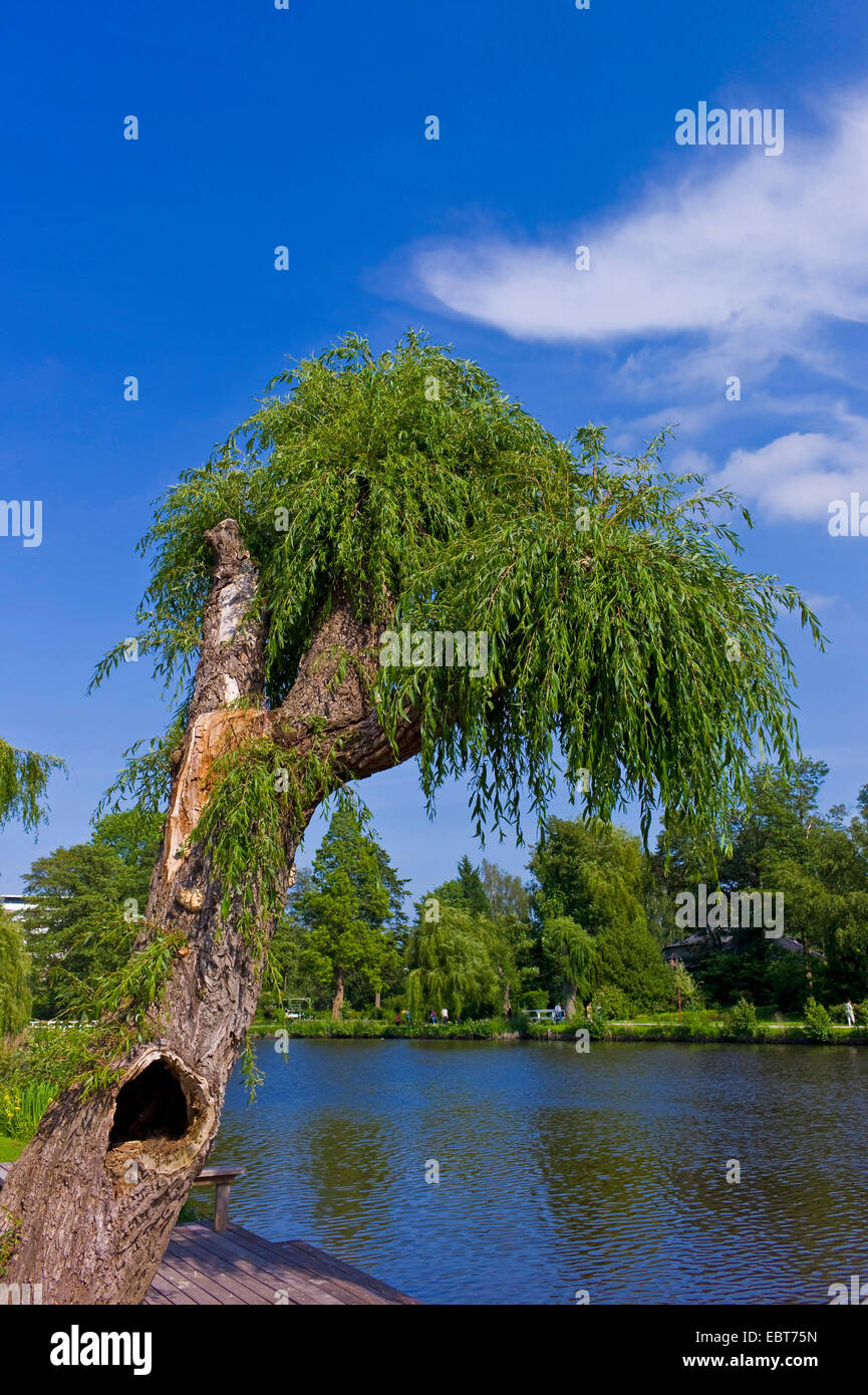 Dwarf willow tree hi-res stock photography and images - Alamy