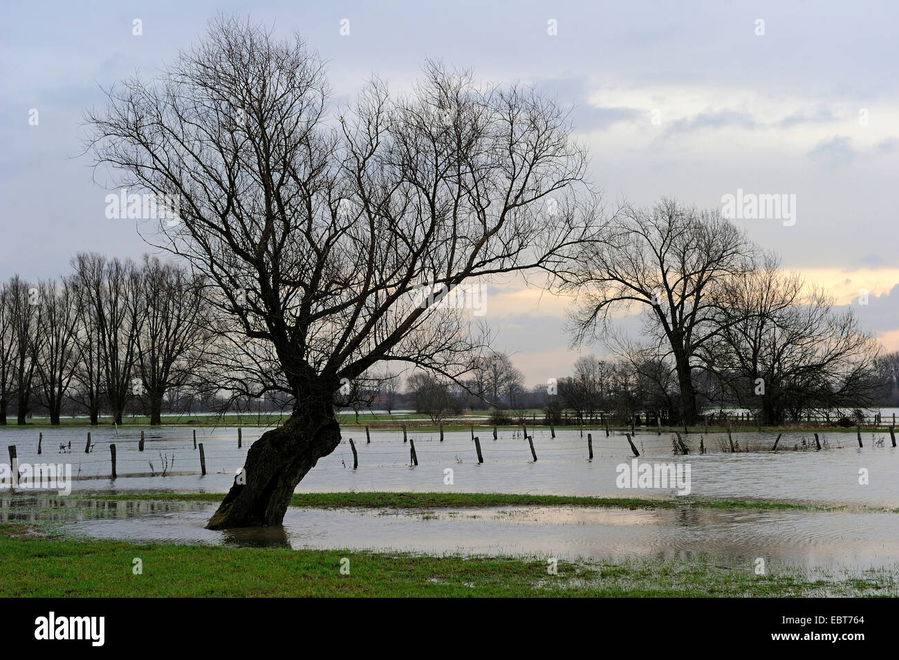 White willow (Salix alba), pollarded willows in the marsh meadows of ...