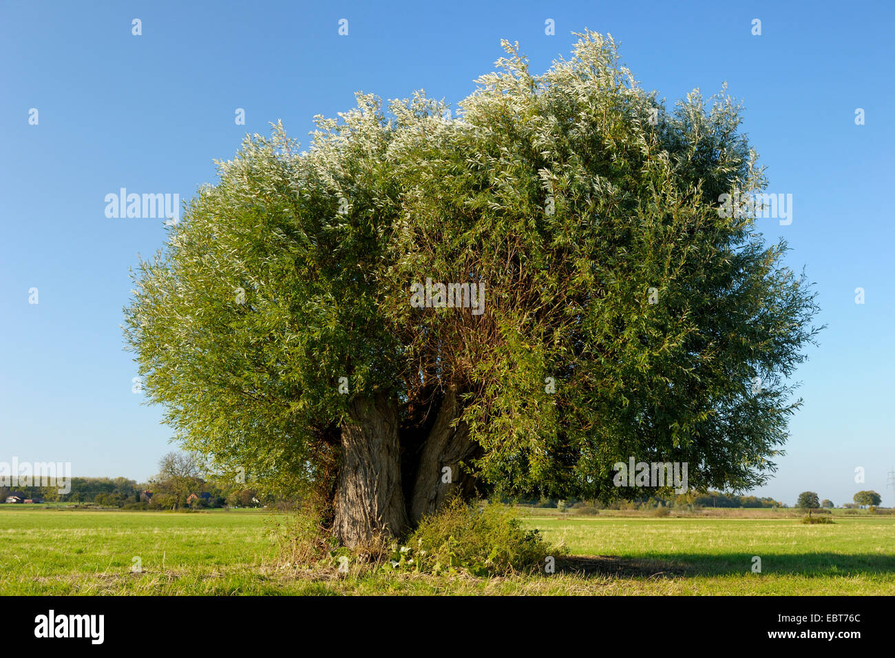White willow (Salix alba), pollarded willow, Germany, North Rhine ...