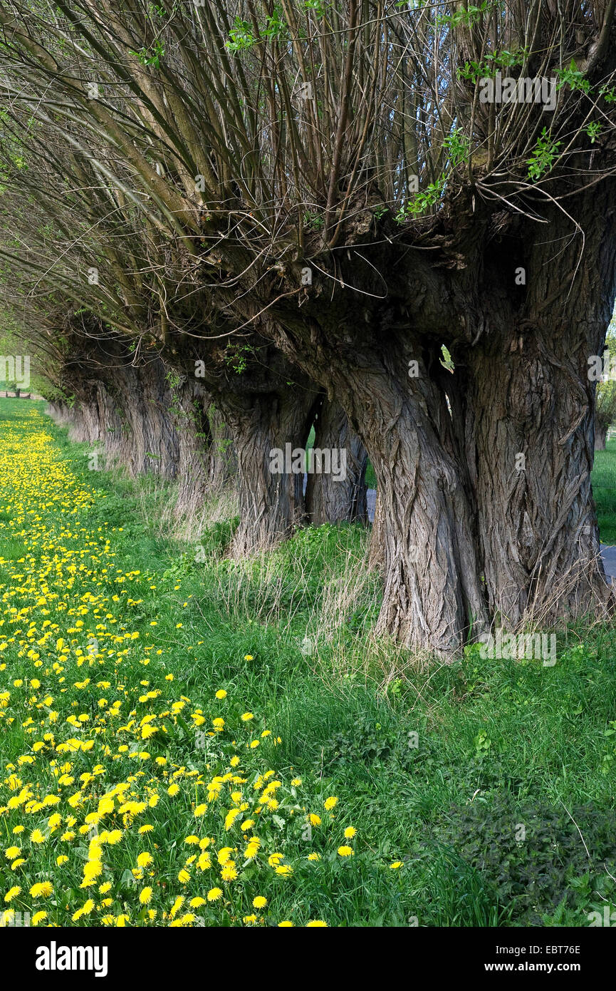 White willow (Salix alba), pollarded willows, Germany, North Rhine ...