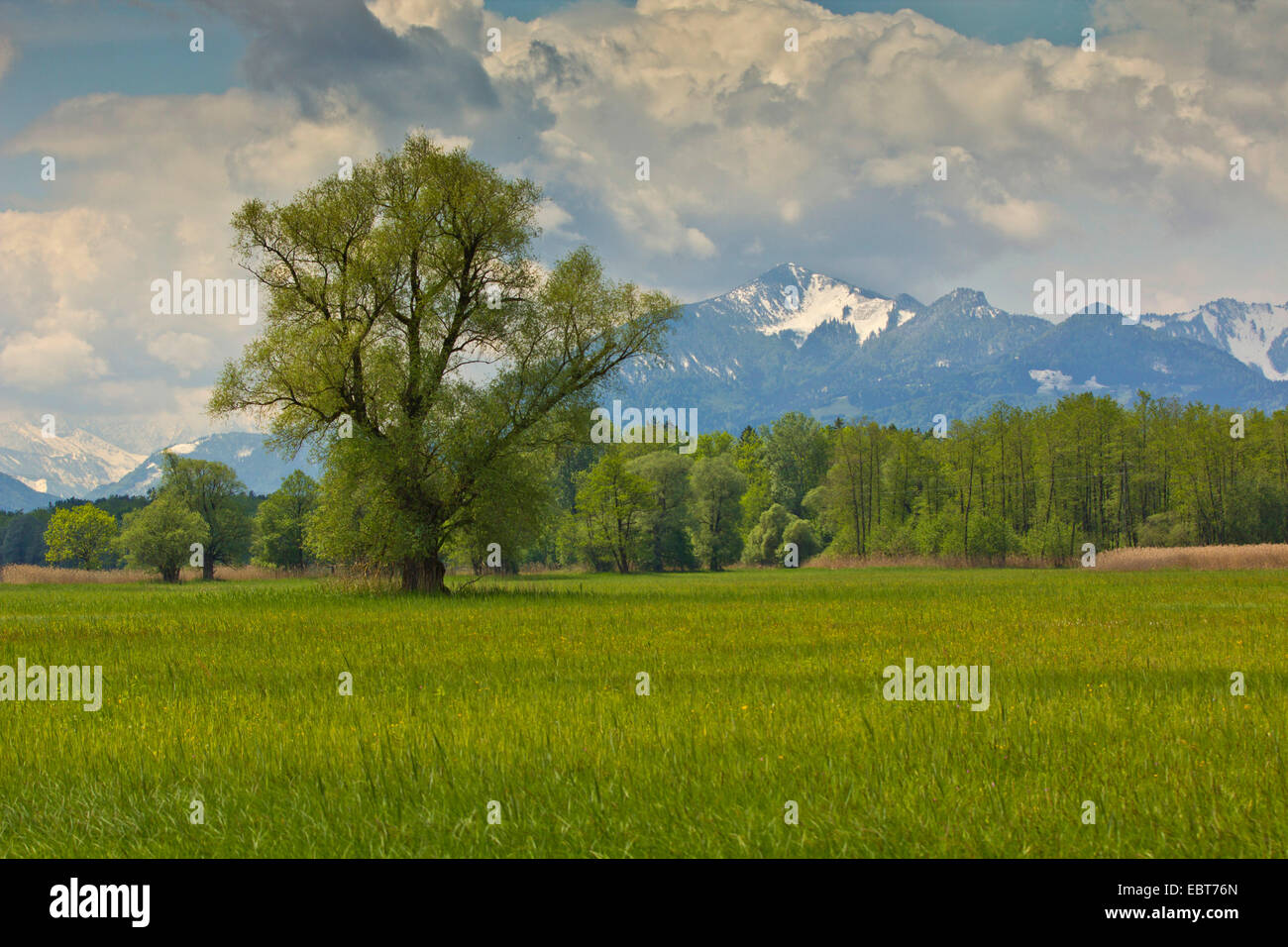 White willow (Salix alba), singel tree in fen, the Alps in background ...
