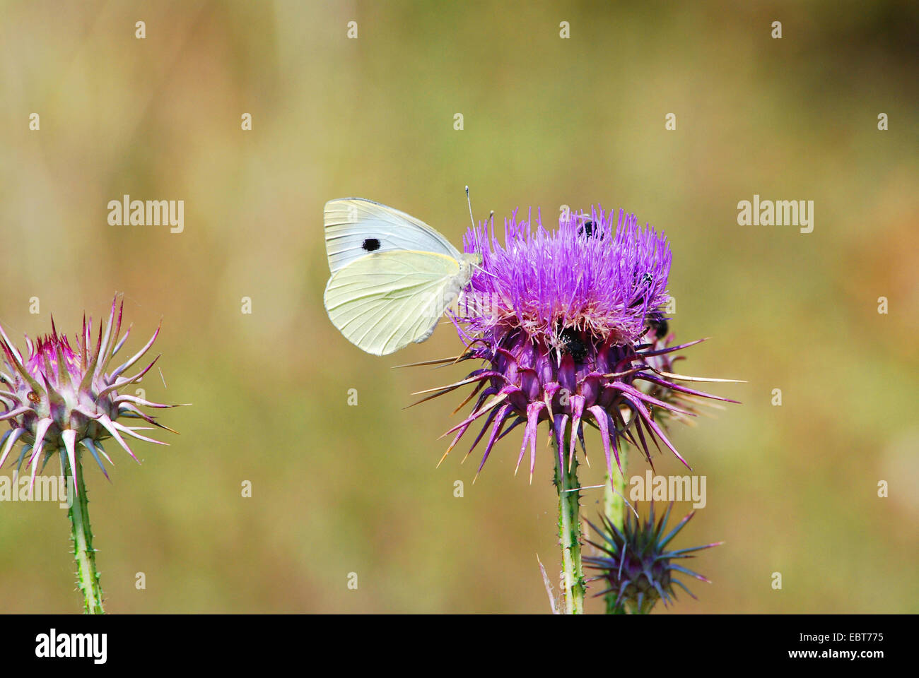 Butterflies of cyprus hi-res stock photography and images - Alamy