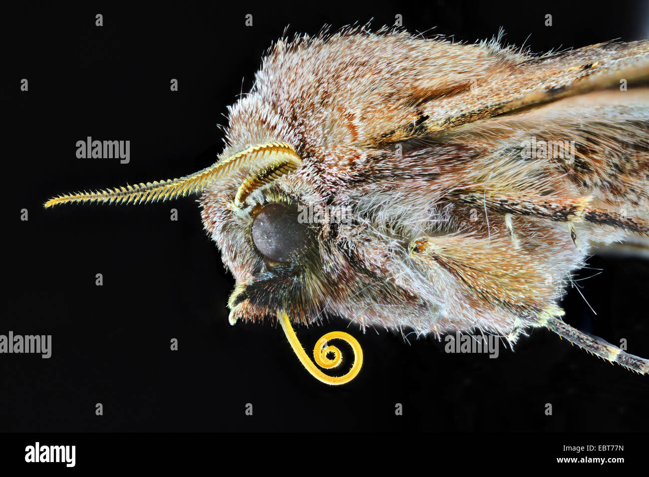 Hebrew Character Moth High Resolution Stock Photography and Images - Alamy
