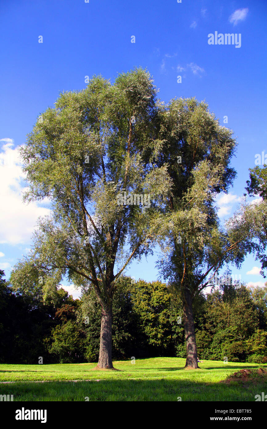 White willow (Salix alba), old willlow on a lawn fpr for sunbathing ...