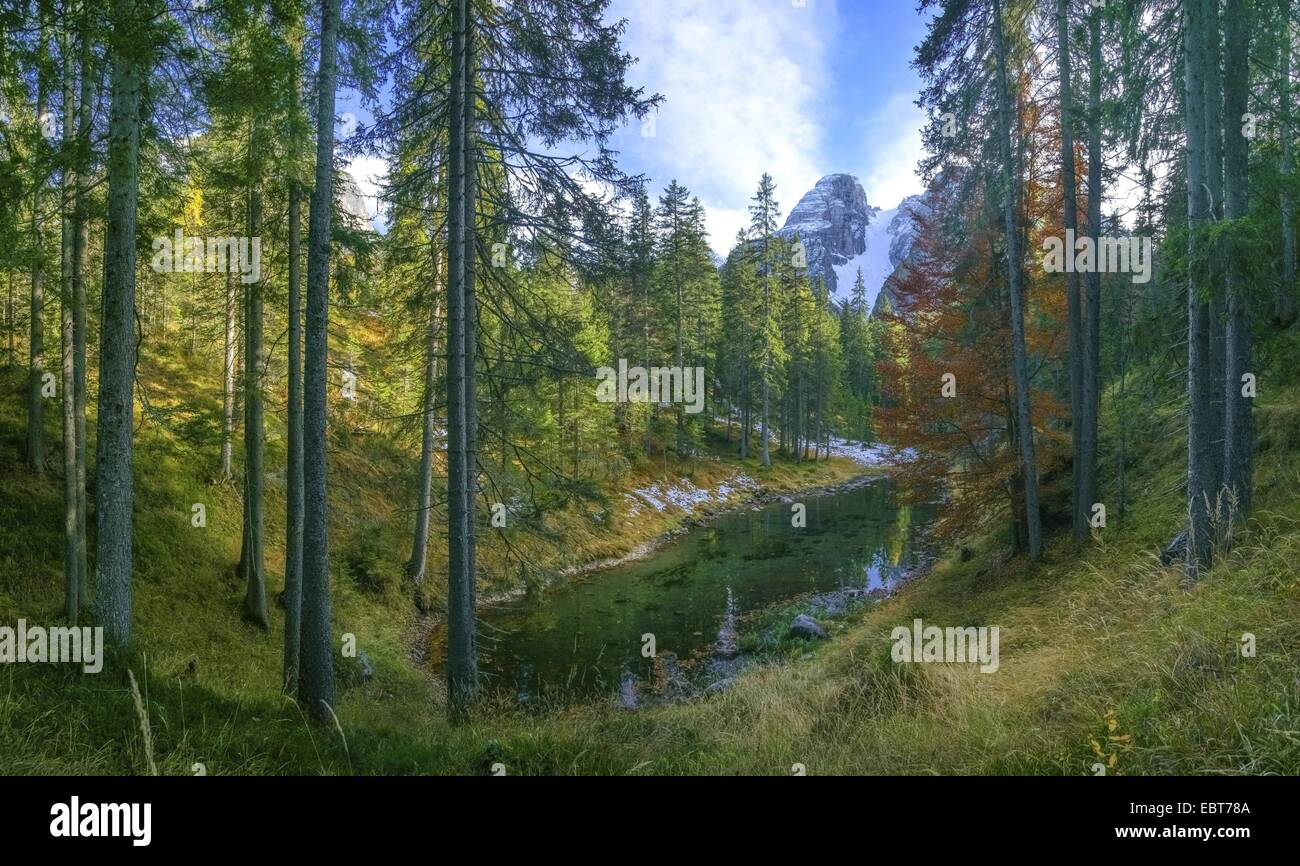 pond in spruce forest, Canalon De Ra Ola in background, Italy, South ...