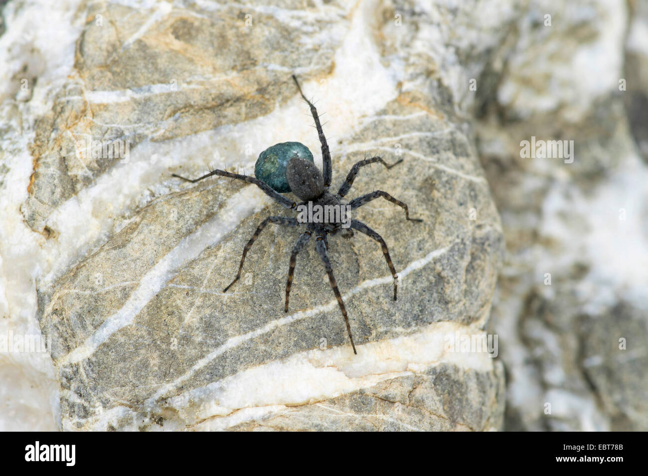 Spotted wolf spider, Ground spider (Pardosa amentata), female with ...