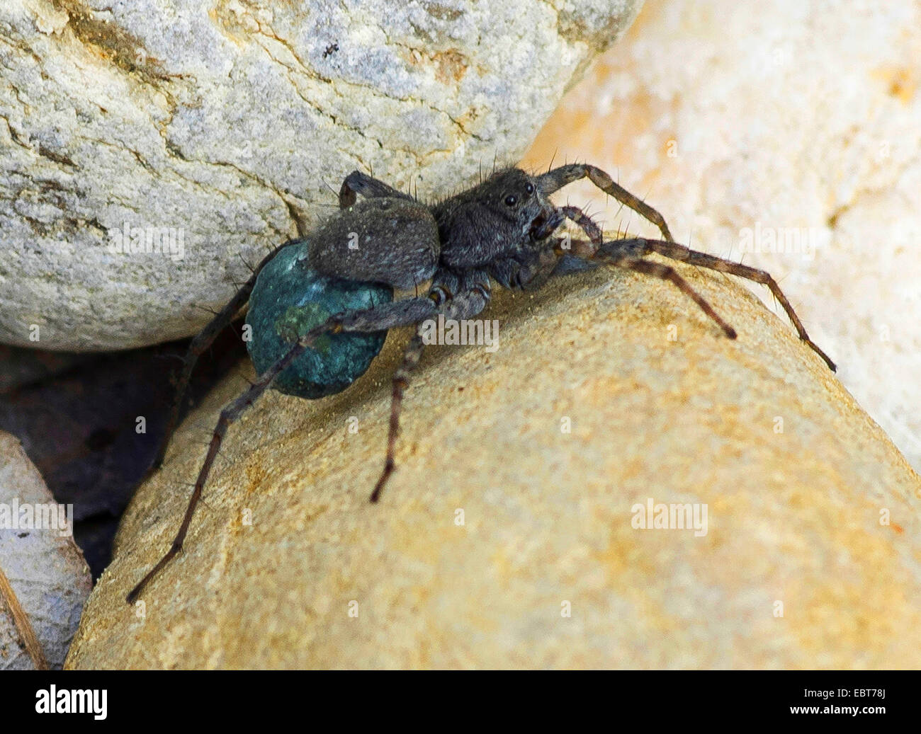 Spotted wolf spider, Ground spider (Pardosa amentata), female with ...