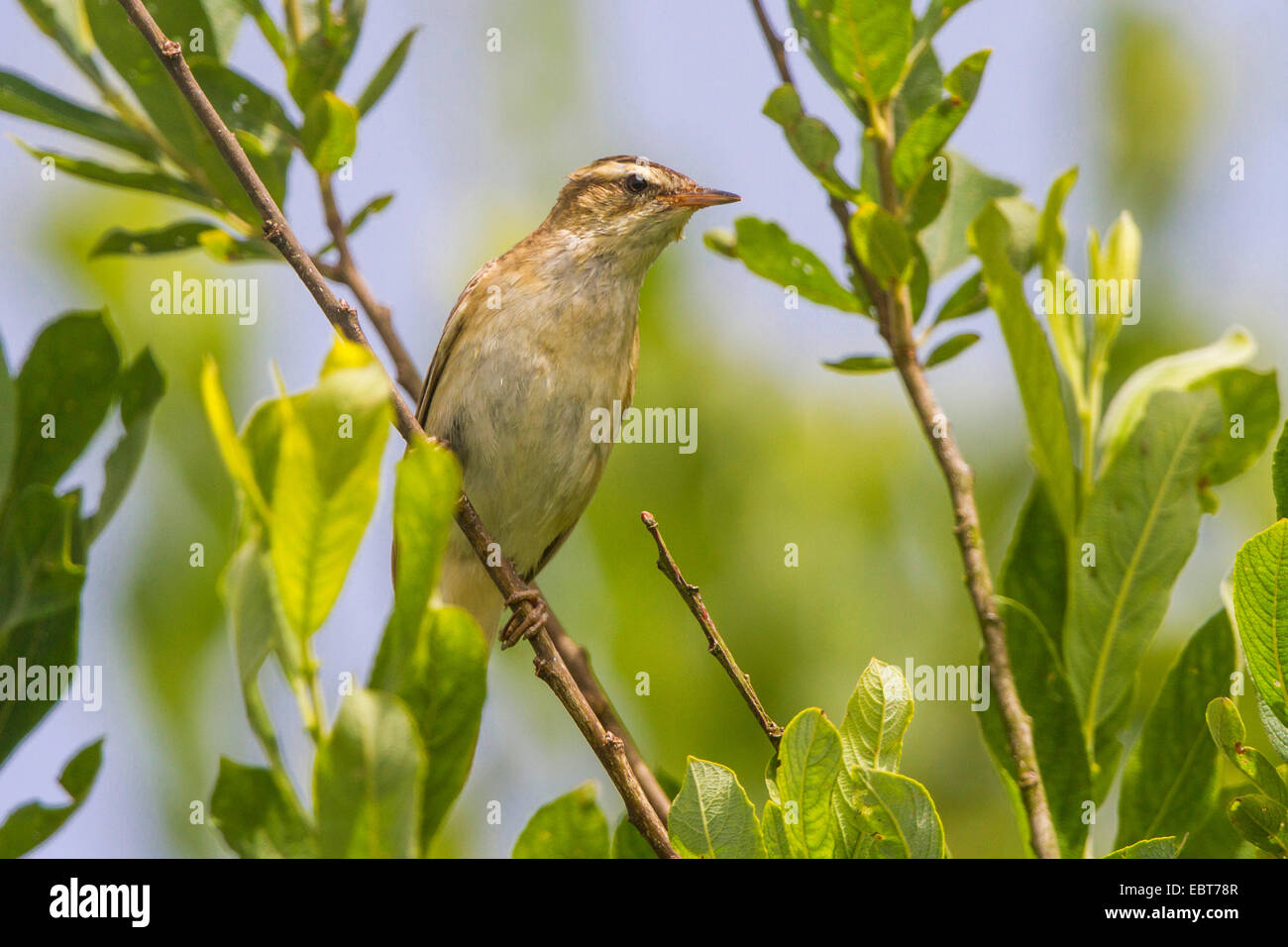 sedge warbler (Acrocephalus schoenobaenus), on the twig of a willow ...