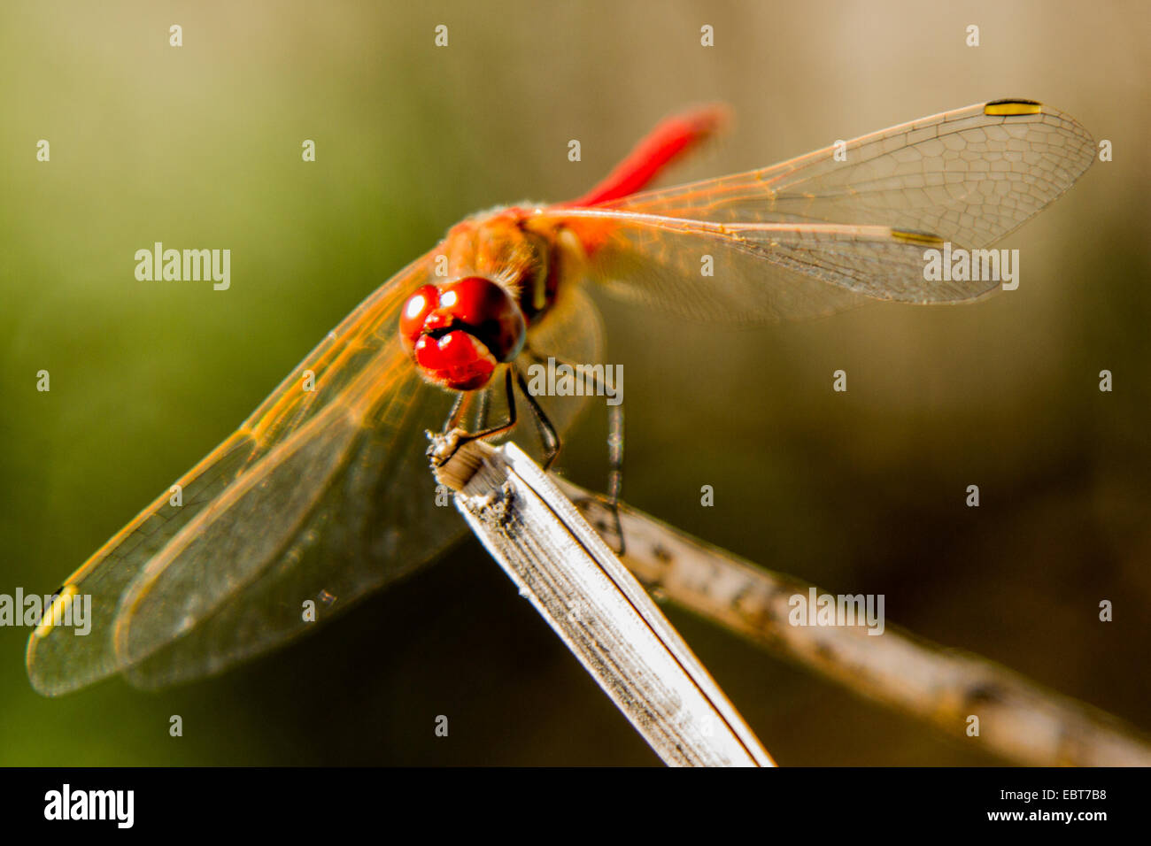 Detailed dragon hi-res stock photography and images - Alamy